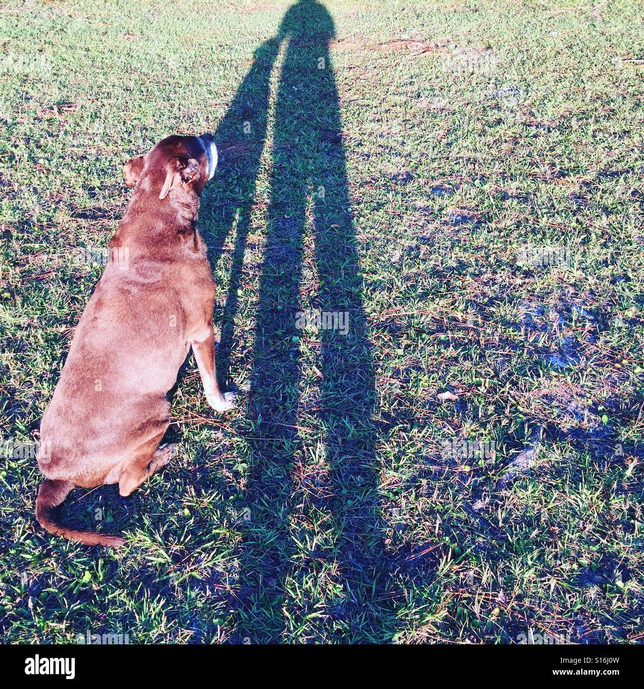 Shadows and Dogs Stock Photo - Alamy