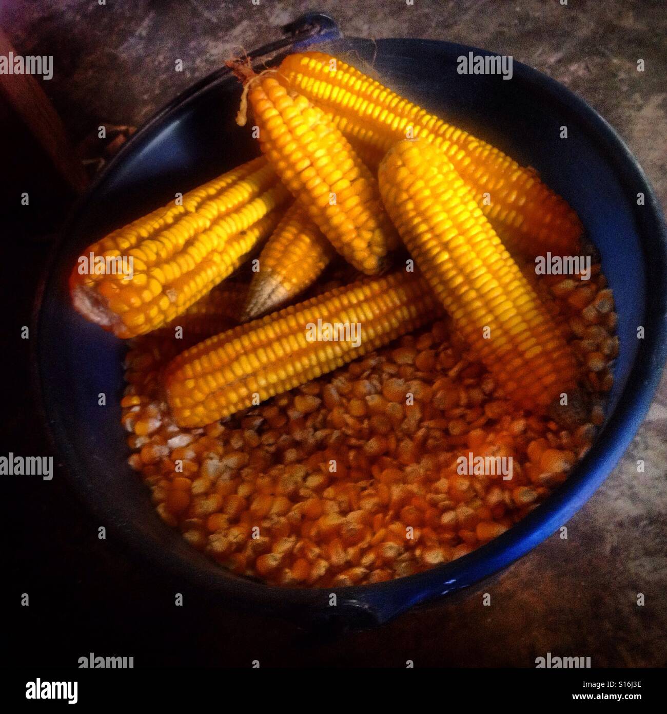 Maiz amarillo hi-res stock photography and images - Alamy