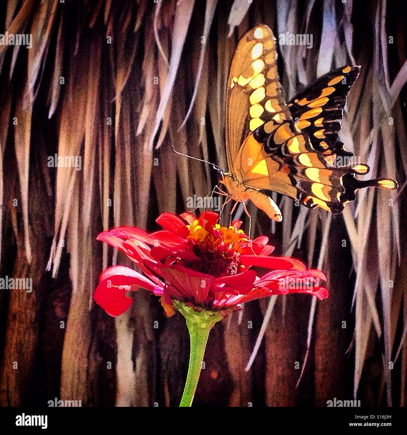 Red and yellow butterfly hi-res stock photography and images - Alamy