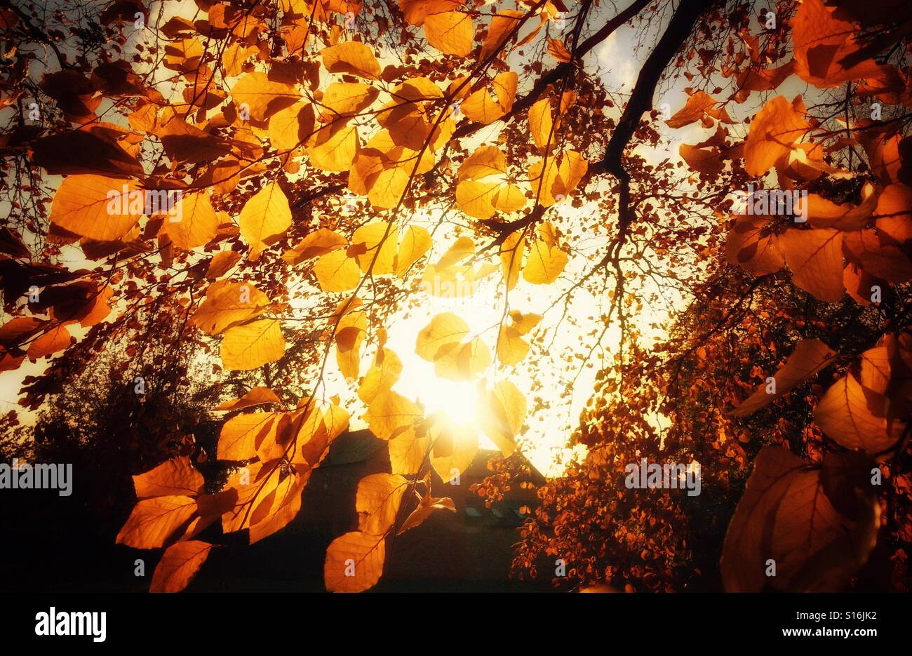 Sun filtering through tree leaves hi-res stock photography and images ...