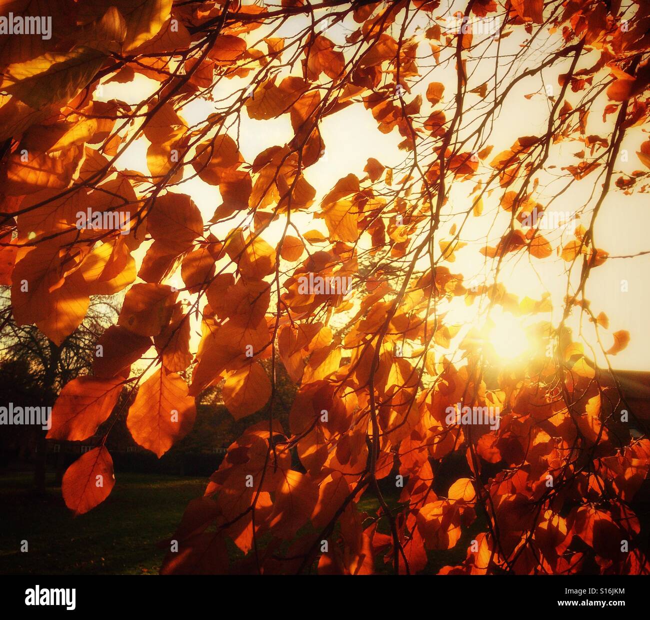 Sun filtering through tree leaves hi-res stock photography and images ...