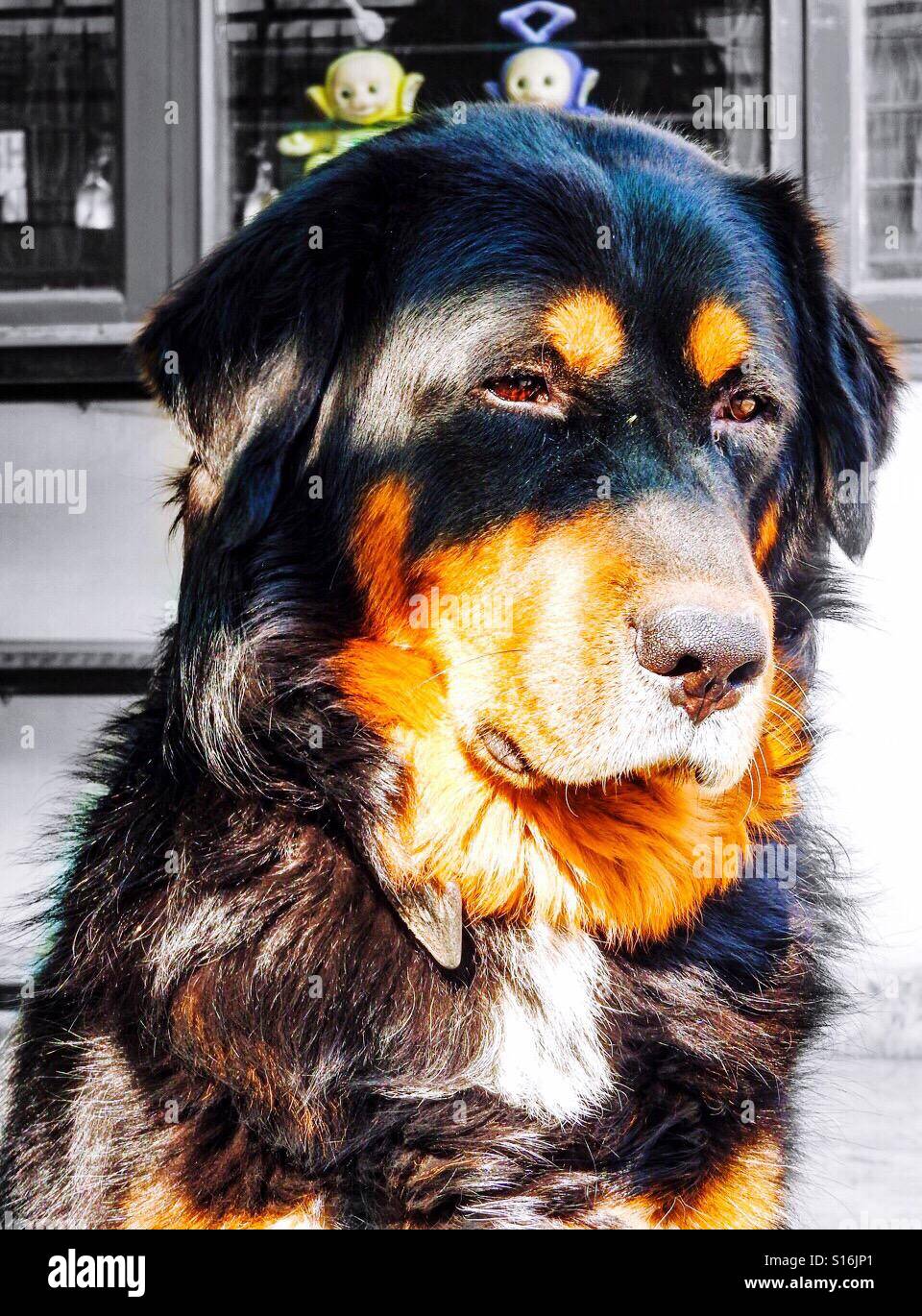 Tibetan mastiff sitting hi-res stock photography and images - Alamy