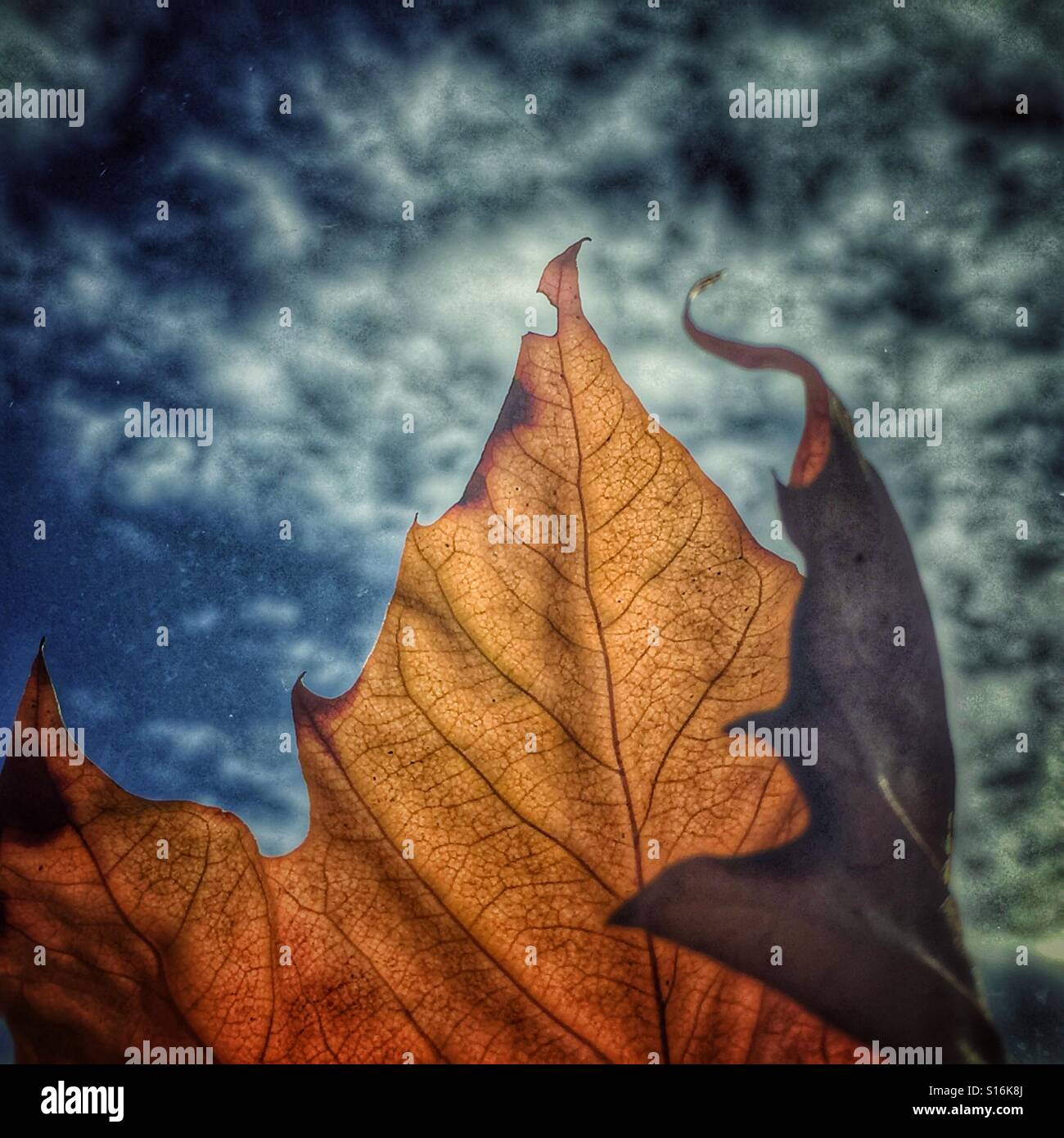 Falling leaf hi-res stock photography and images - Alamy