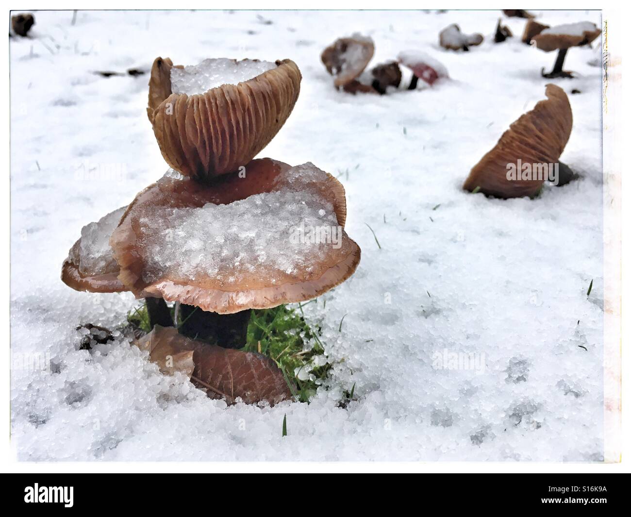 Frozen fungus hi-res stock photography and images - Alamy