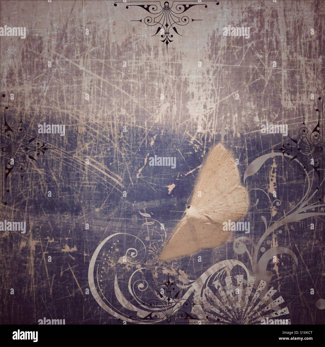 Treasures and Moths, photo of a moth, edited, graphic background ...