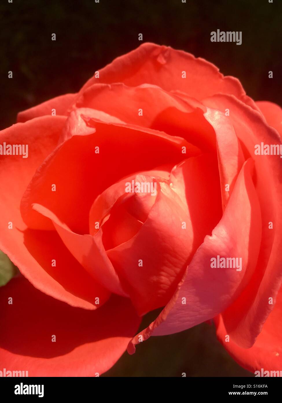 Rose coral hi-res stock photography and images - Alamy