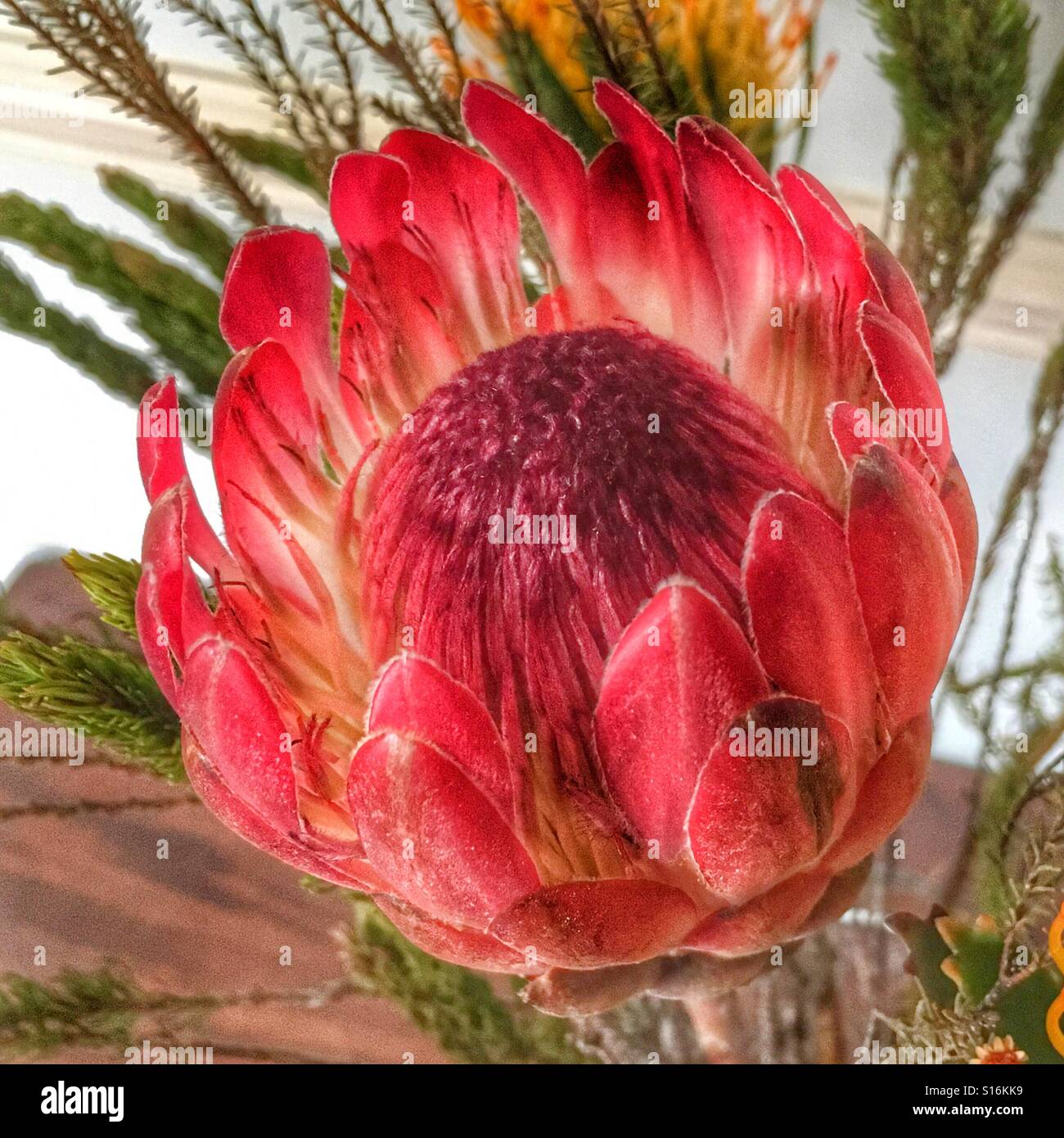 Vase of flowers, protea flower close up Stock Photo - Alamy