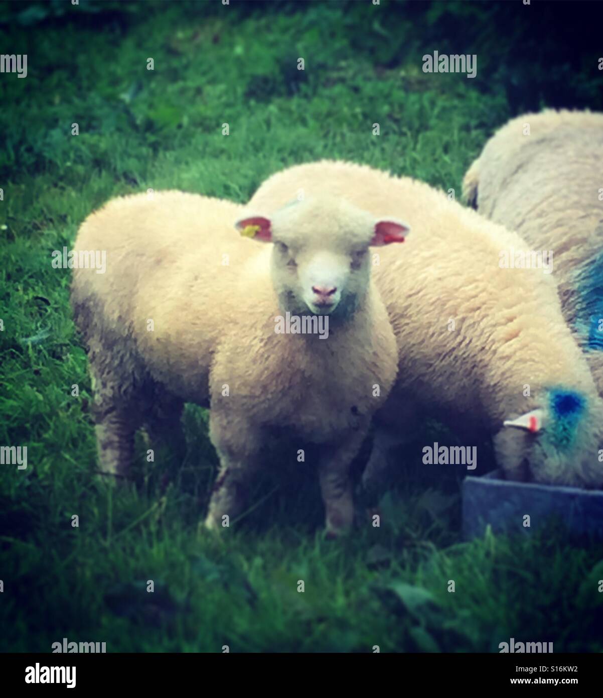 Dorset sheep hi-res stock photography and images - Alamy
