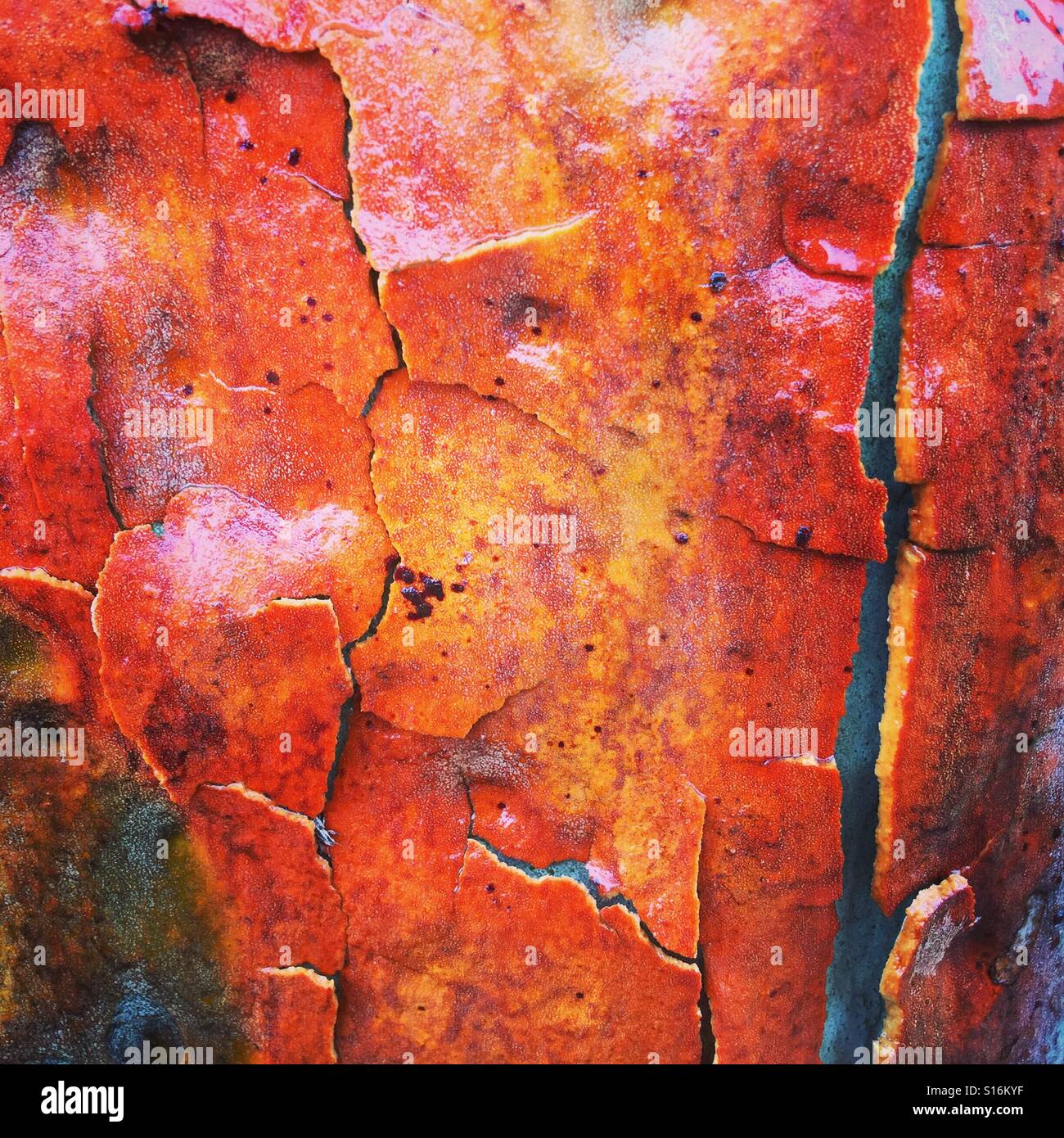 Pealing bark Gum tree Stock Photo - Alamy