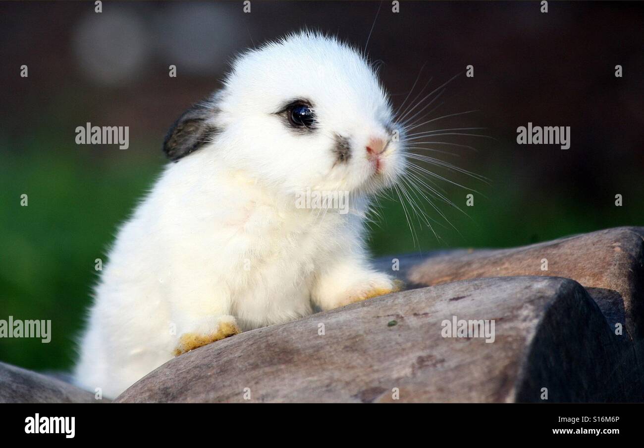 Ramster hi-res stock photography and images - Alamy