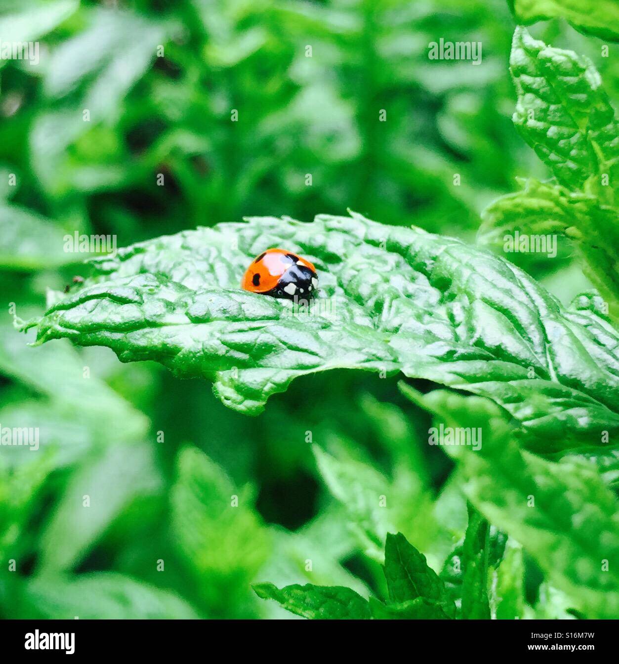 Green leaf and ladybird hi-res stock photography and images - Alamy