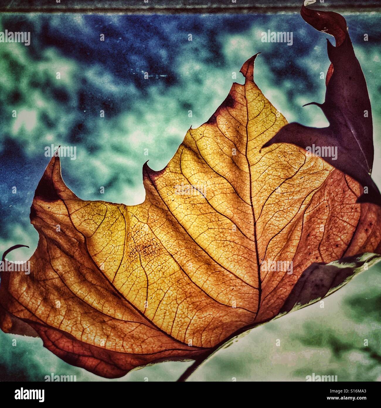 Leaf falling outside a window Stock Photo - Alamy
