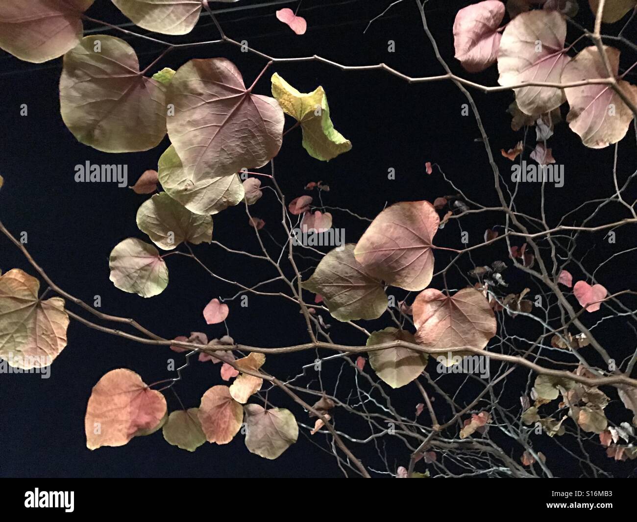 Night fall leaves hi-res stock photography and images - Alamy