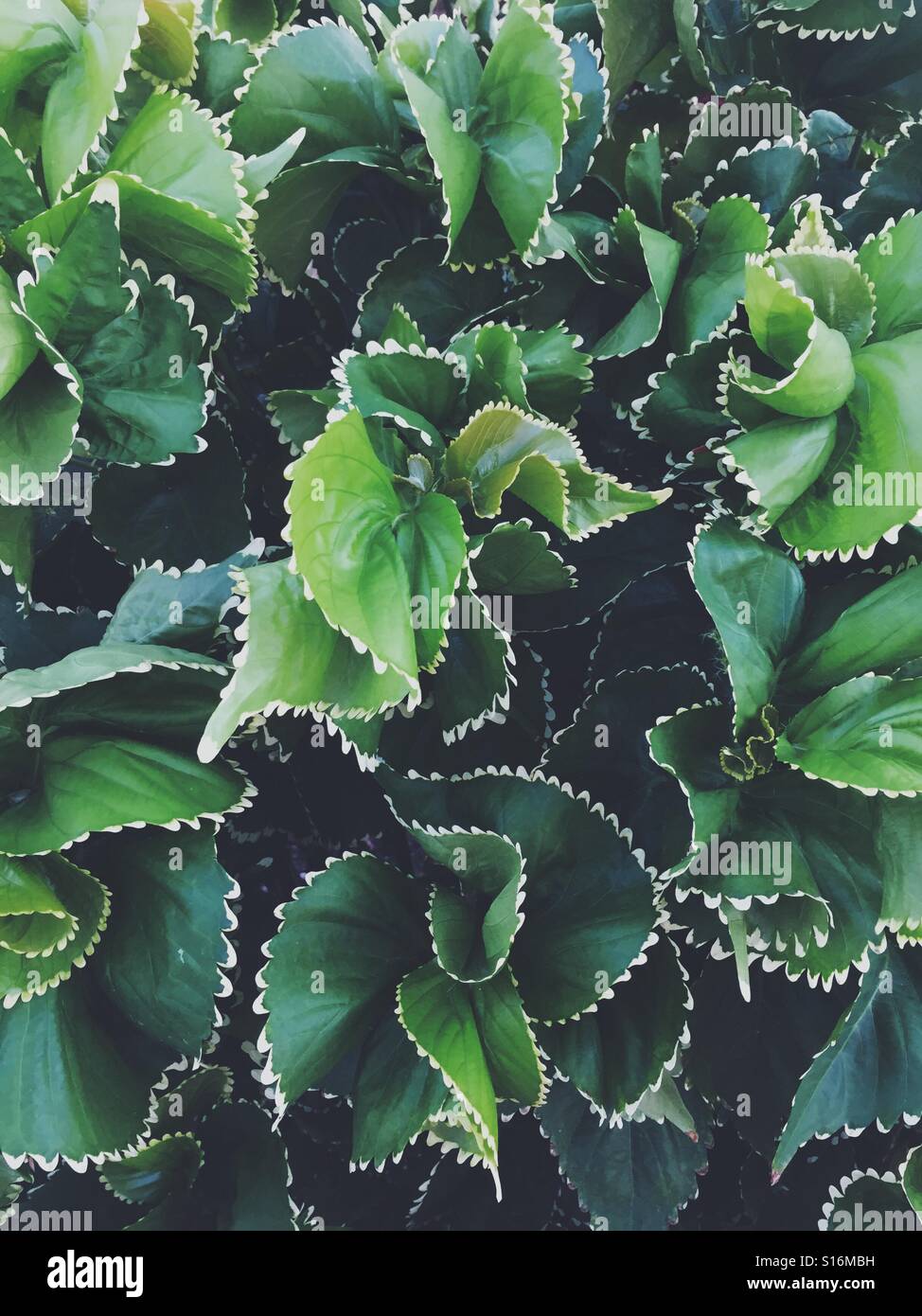 Frilly edges hi-res stock photography and images - Alamy