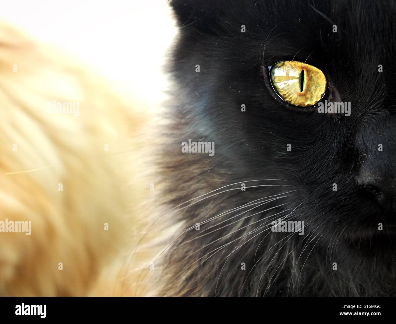 Yelloweye hi-res stock photography and images - Alamy