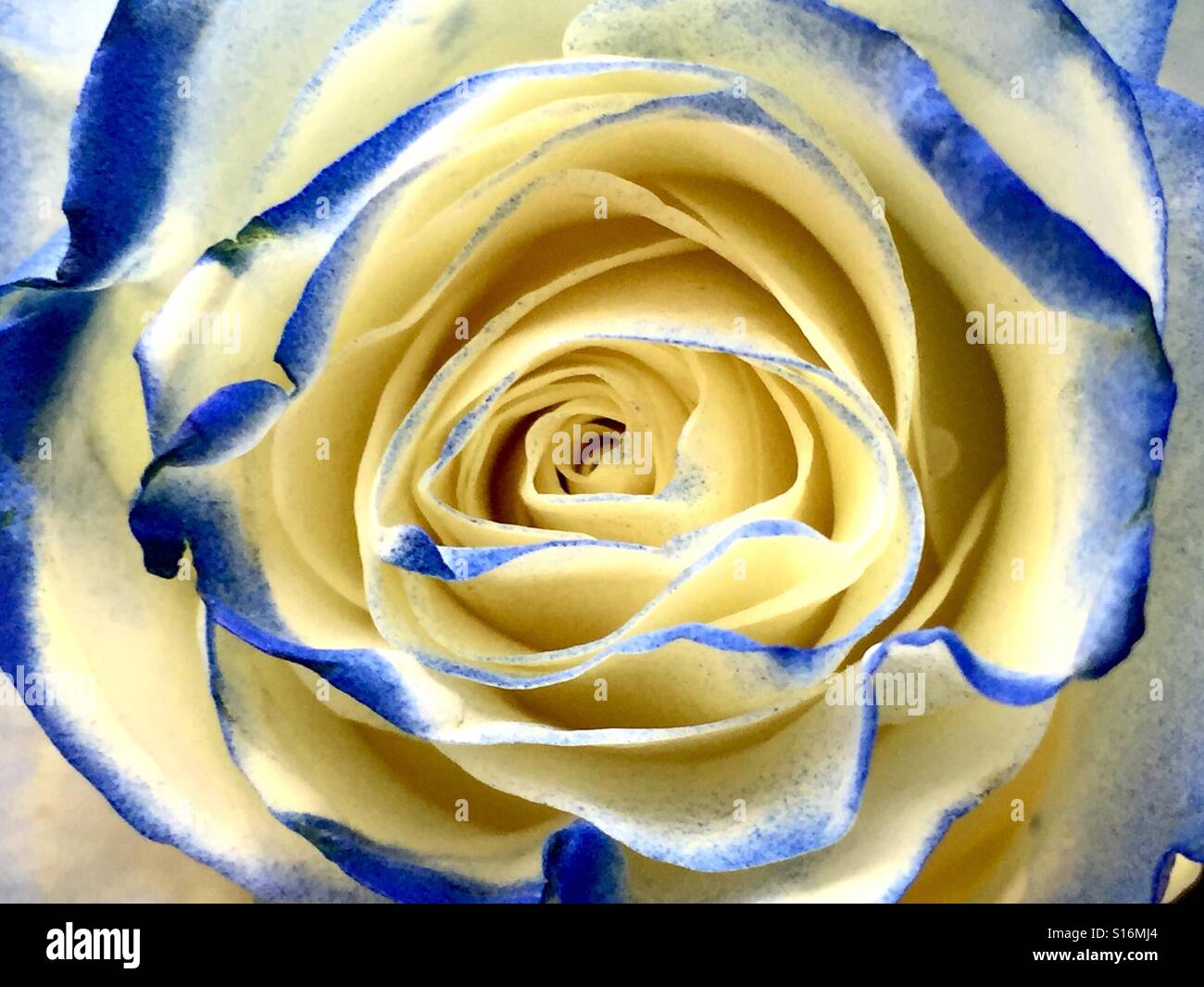 Blue and white rose Stock Photo - Alamy