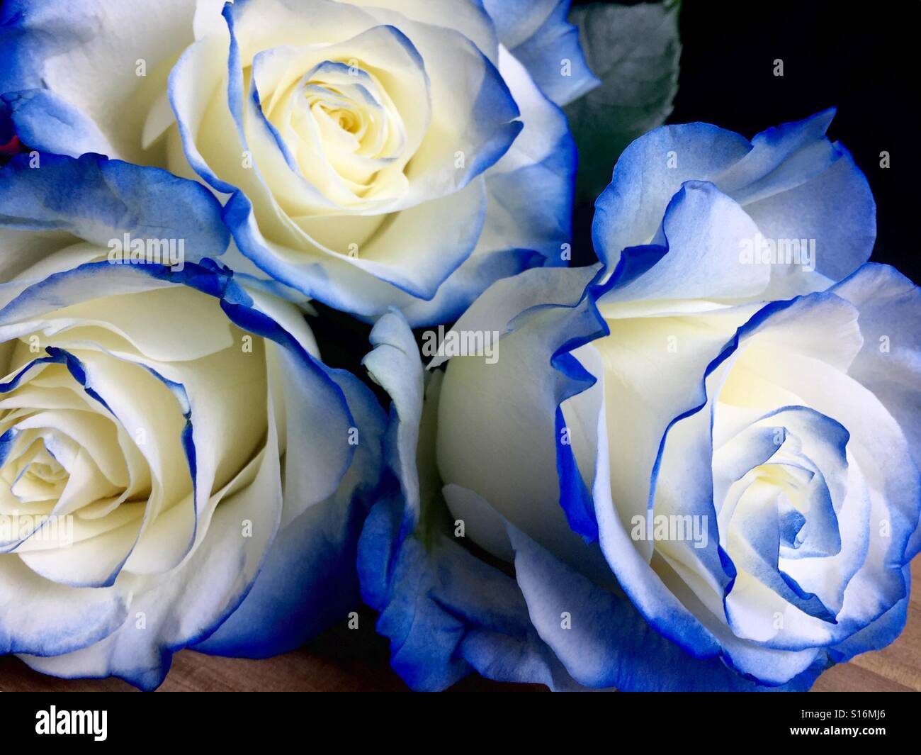 Blue and white roses Stock Photo - Alamy