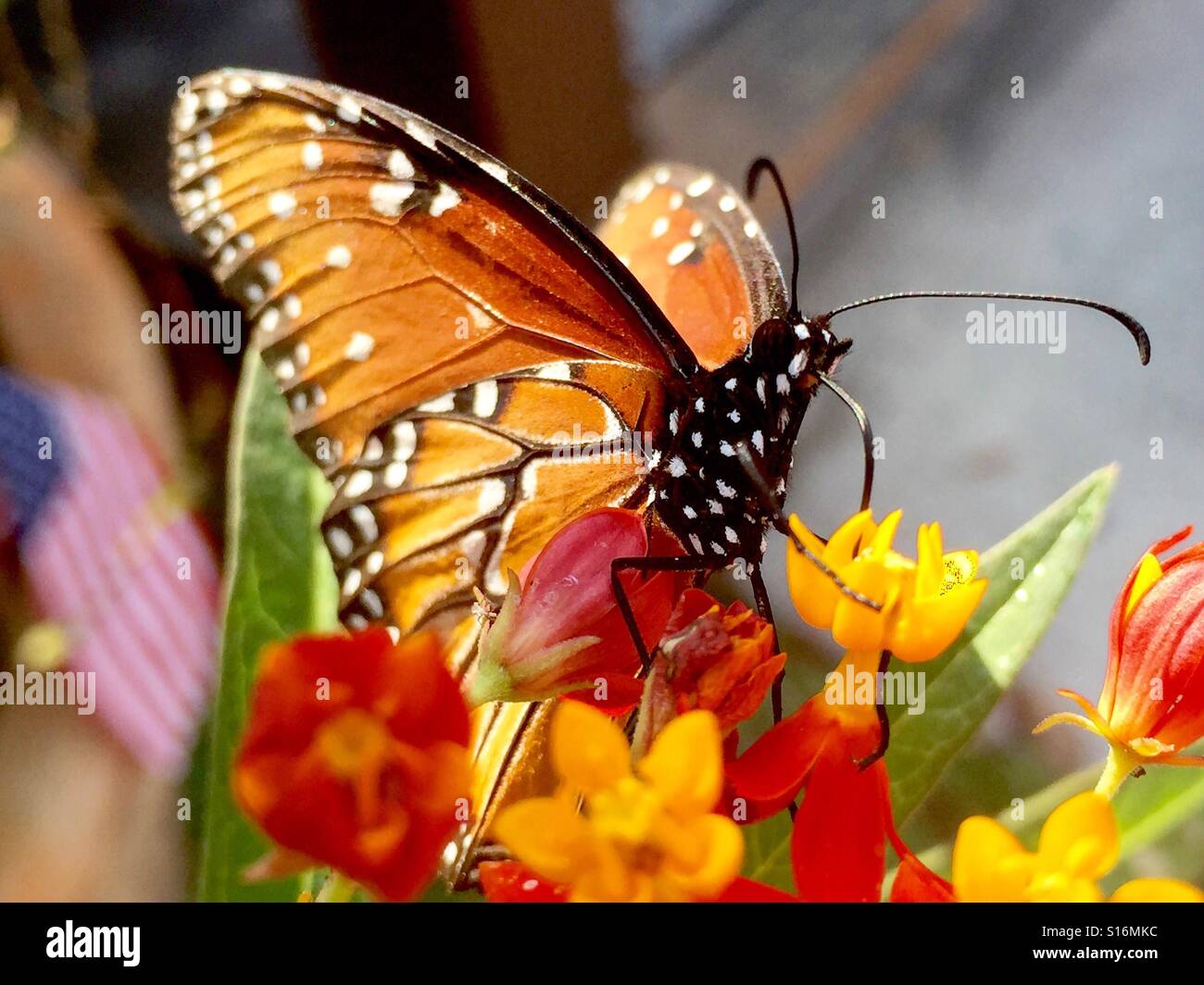 Queen butterfly hi-res stock photography and images - Alamy