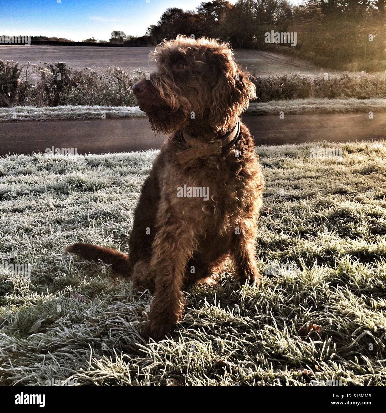 Brown Labradoodle dog Stock Photo - Alamy