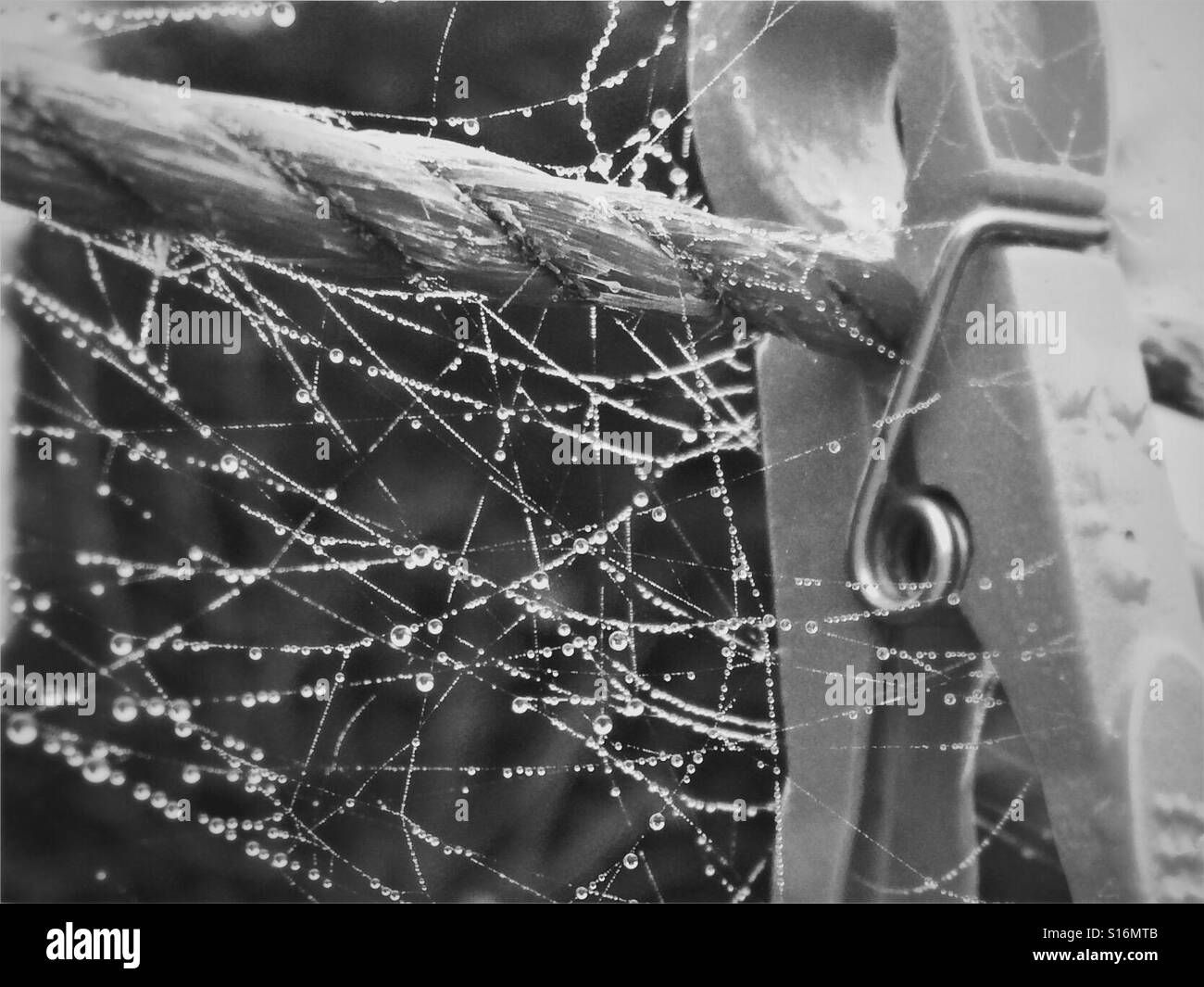 Dew covered cobwebs hi-res stock photography and images - Alamy