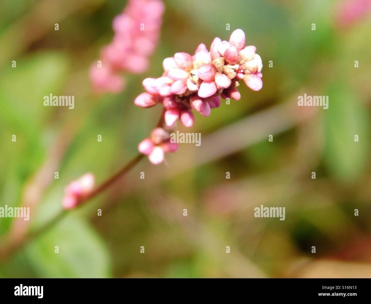Pink Weed Buds