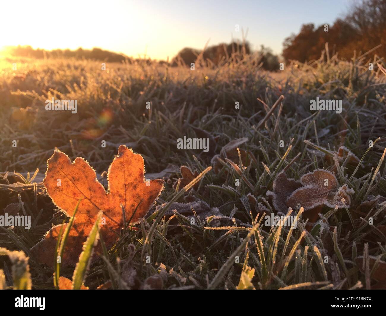 Field maple leaf hi-res stock photography and images - Alamy