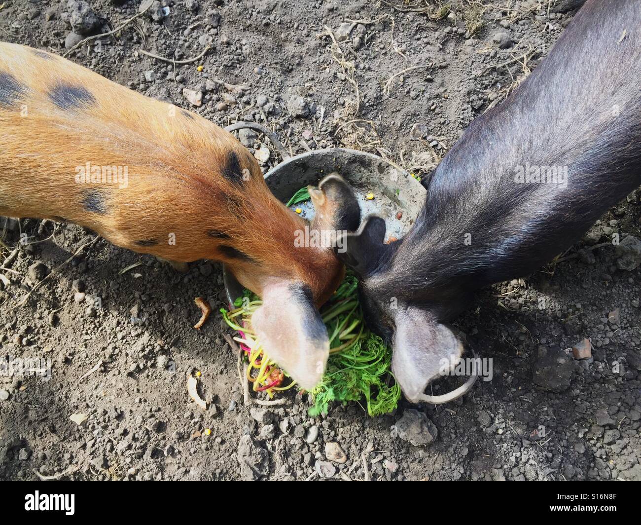 Rearing Pigs Stock Photos & Rearing Pigs Stock Images - Alamy