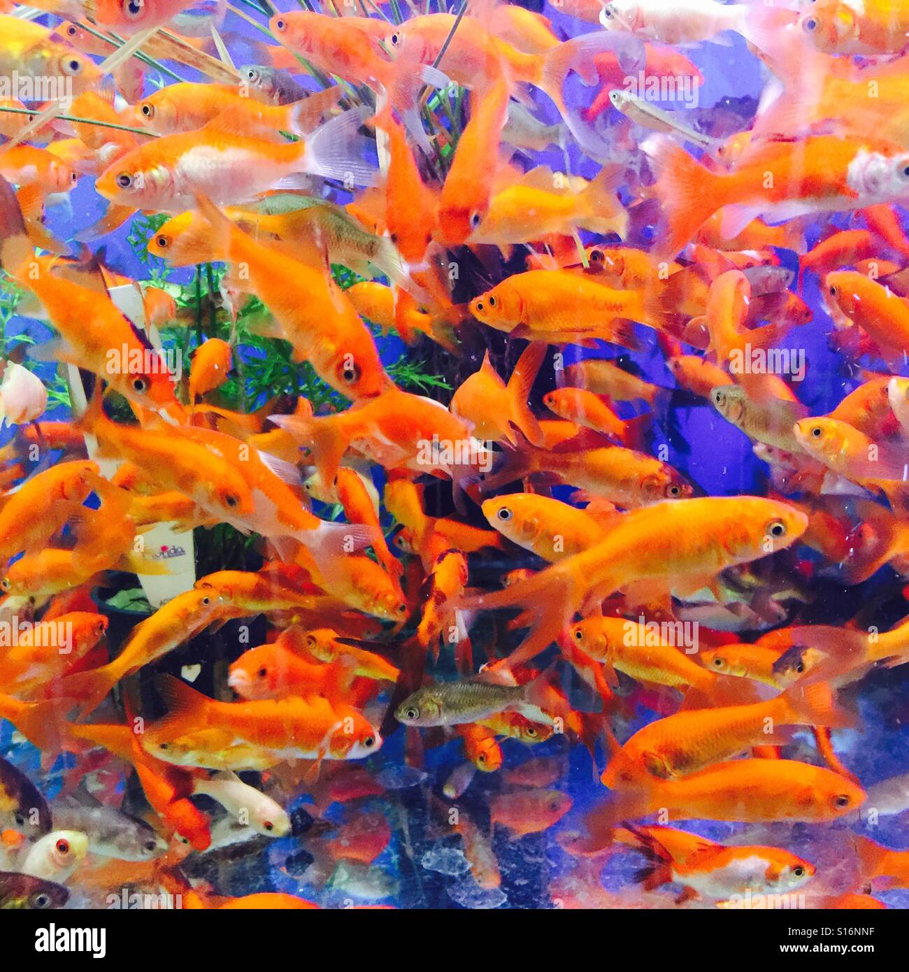 Goldfish in aquarium Stock Photo - Alamy