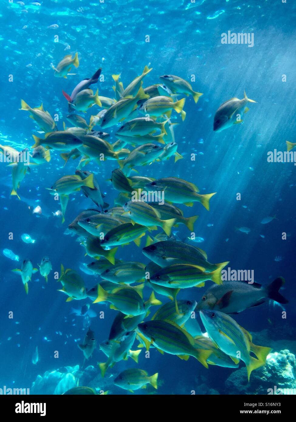 Light fish light hi-res stock photography and images - Alamy