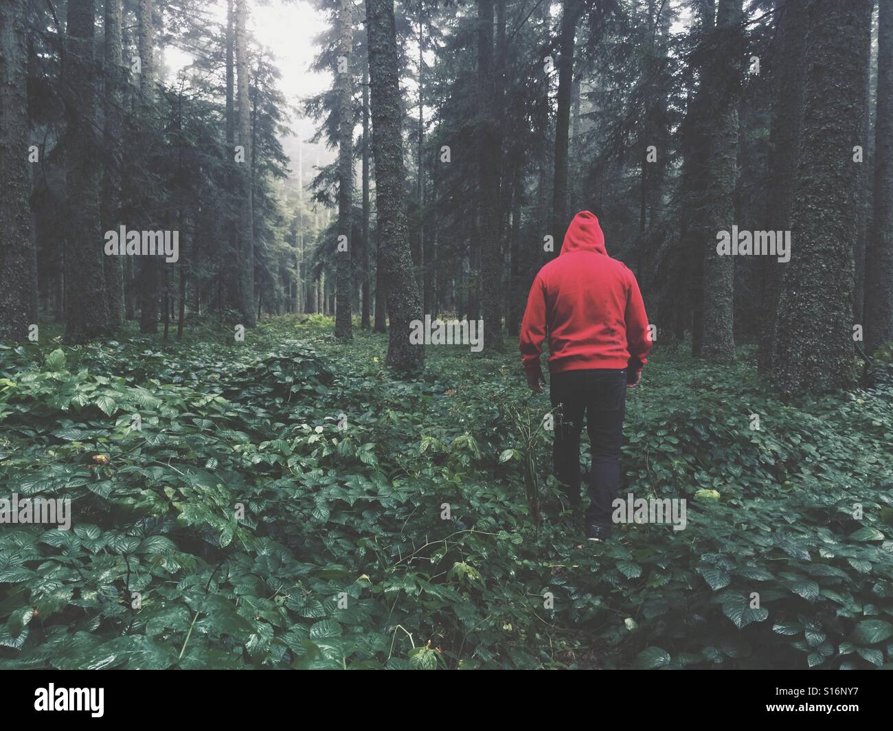 Man exploring the forest Stock Photo - Alamy