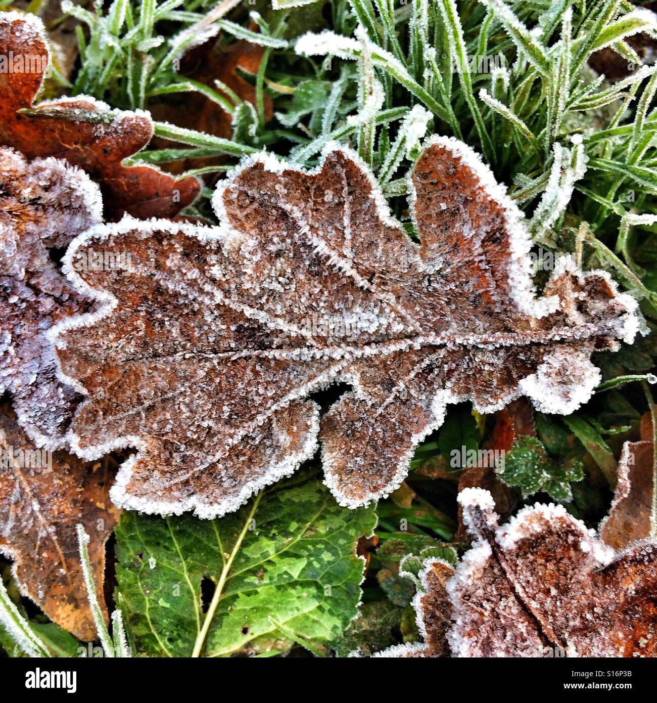 Frozen oak leaf after a heavy frost, Hampshire, England Stock Photo - Alamy