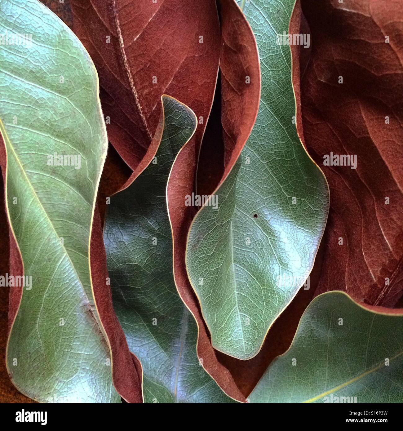 Fall magnolia leaves hi-res stock photography and images - Alamy