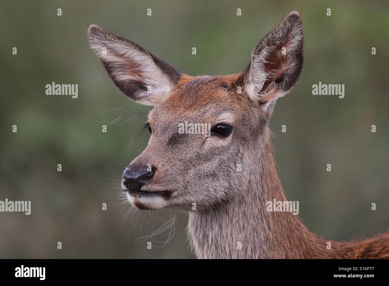 Female deer hi-res stock photography and images - Alamy