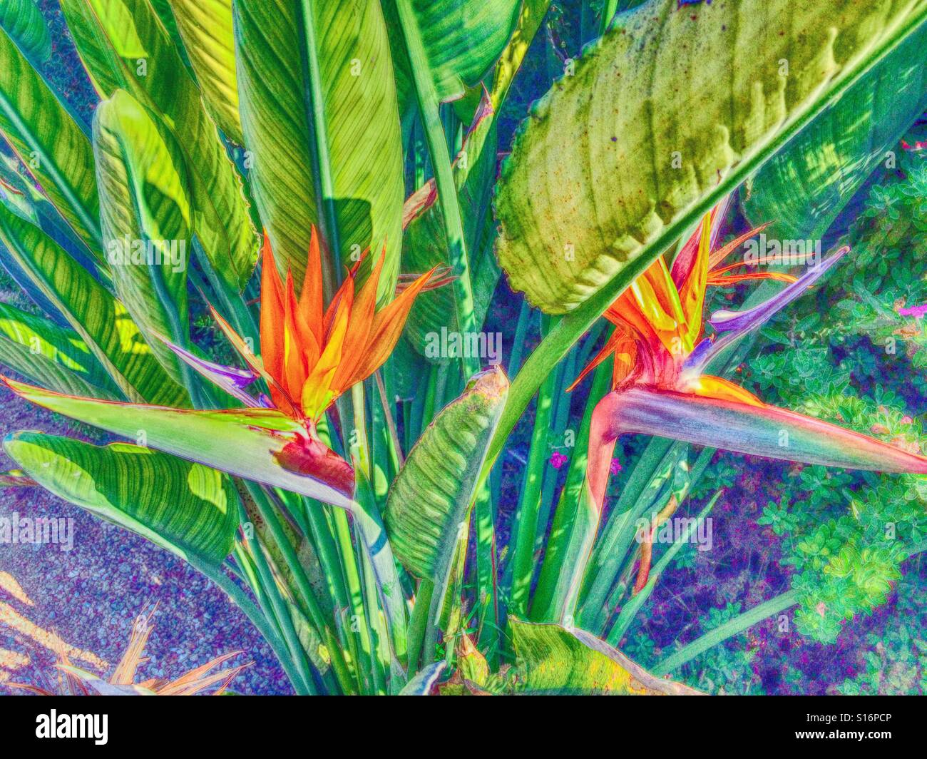 Strelitzia leaf hi-res stock photography and images - Alamy