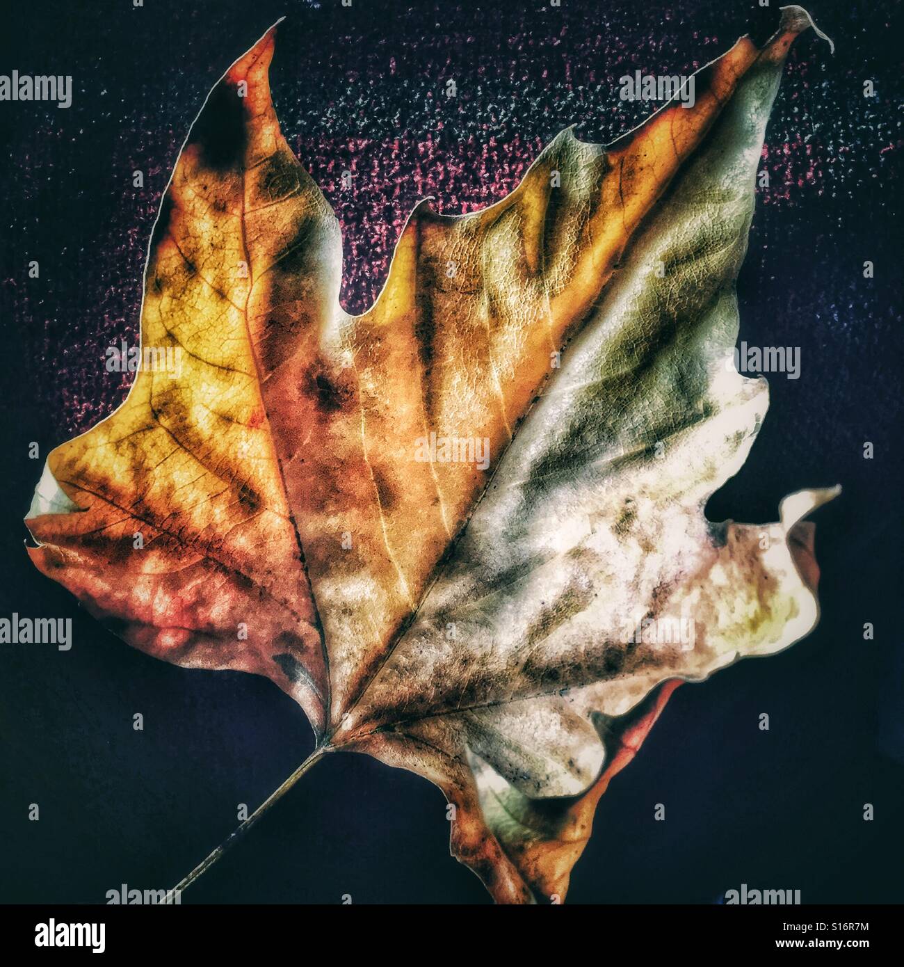 Dried Maple leaf on fabric Stock Photo - Alamy