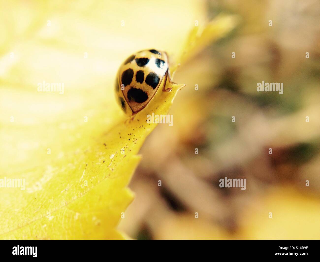 Back of a ladybug Stock Photo - Alamy