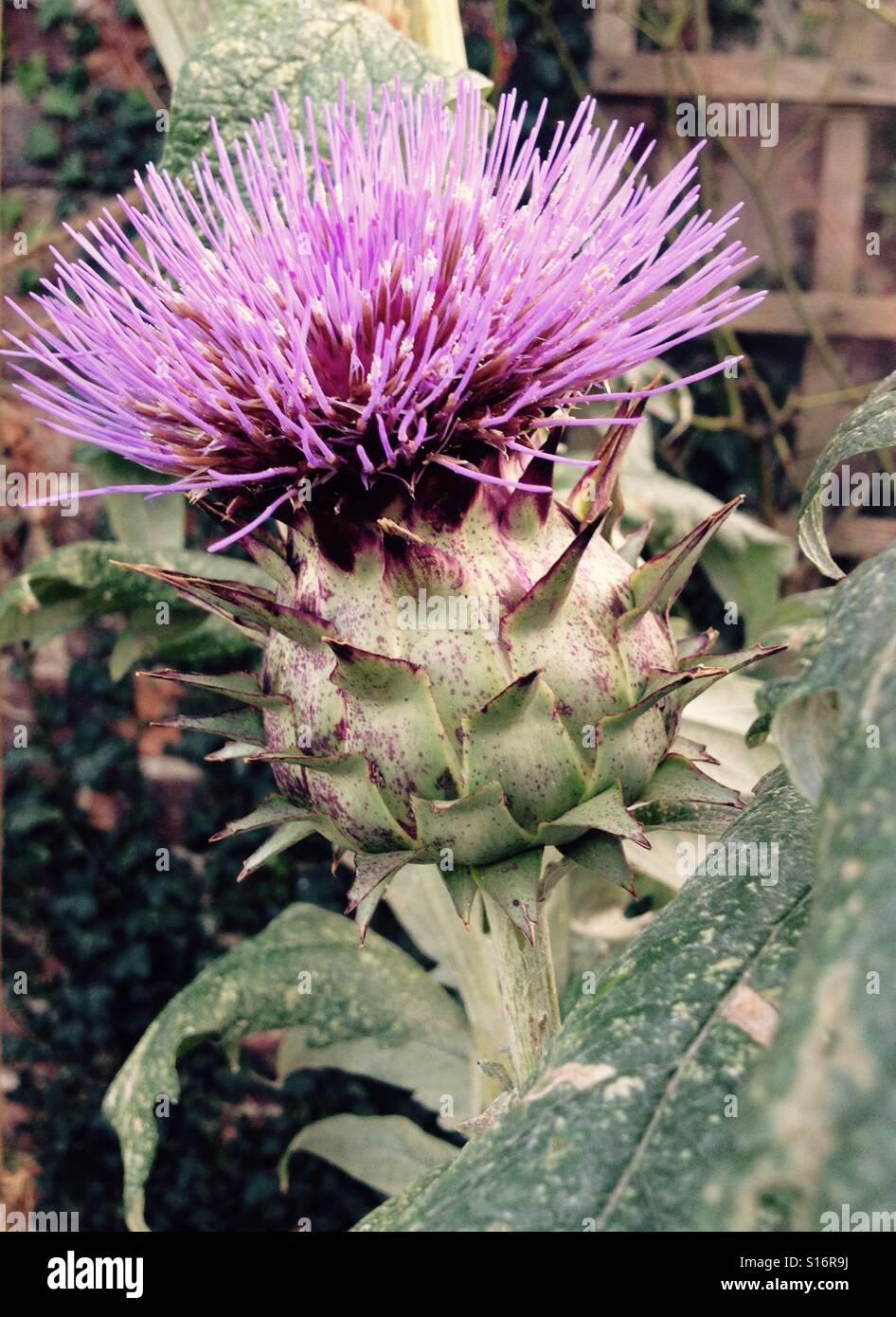 Thistle petals hi-res stock photography and images - Alamy