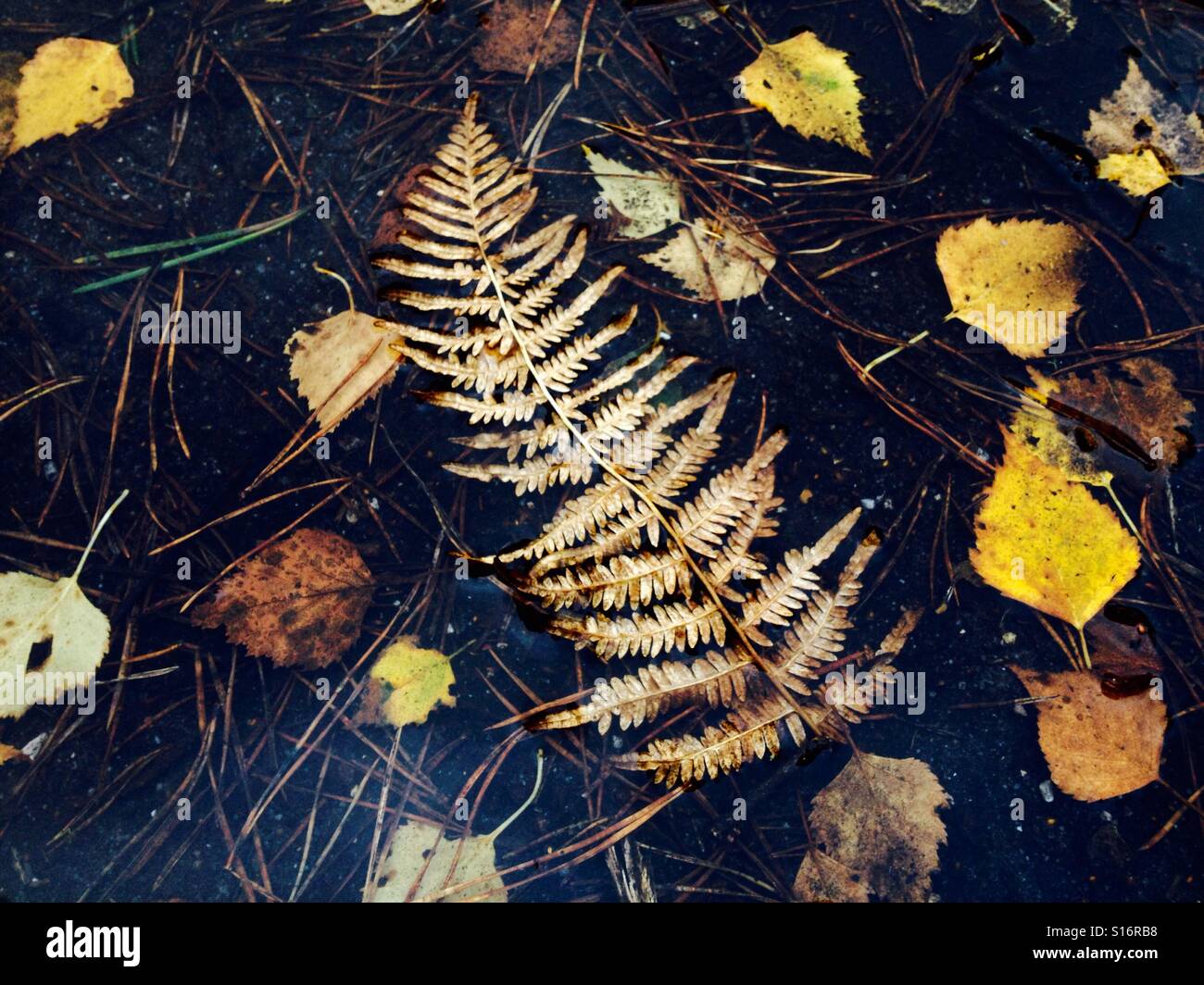 Woodland autumn leaves in puddle Stock Photo - Alamy