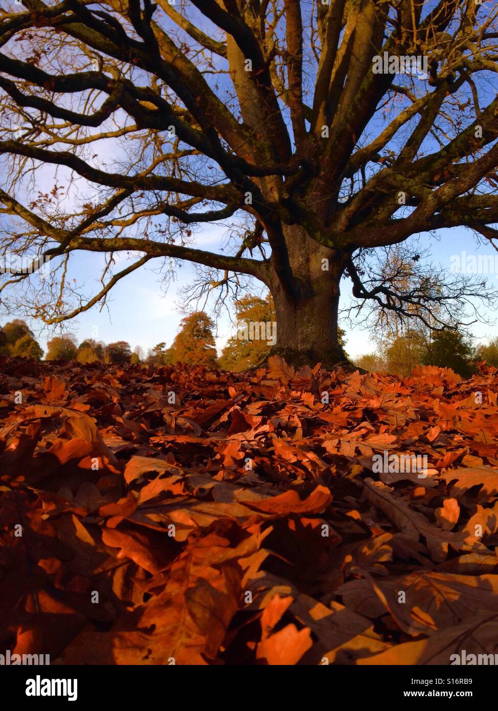 Mighty tree hi-res stock photography and images - Alamy