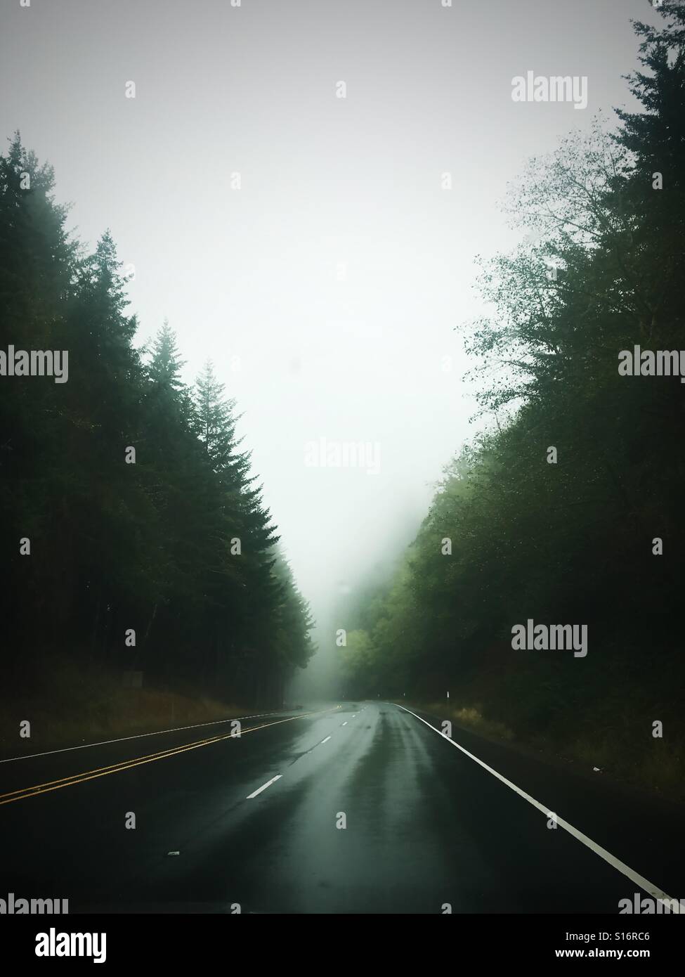 Empty road with trees hi-res stock photography and images - Alamy