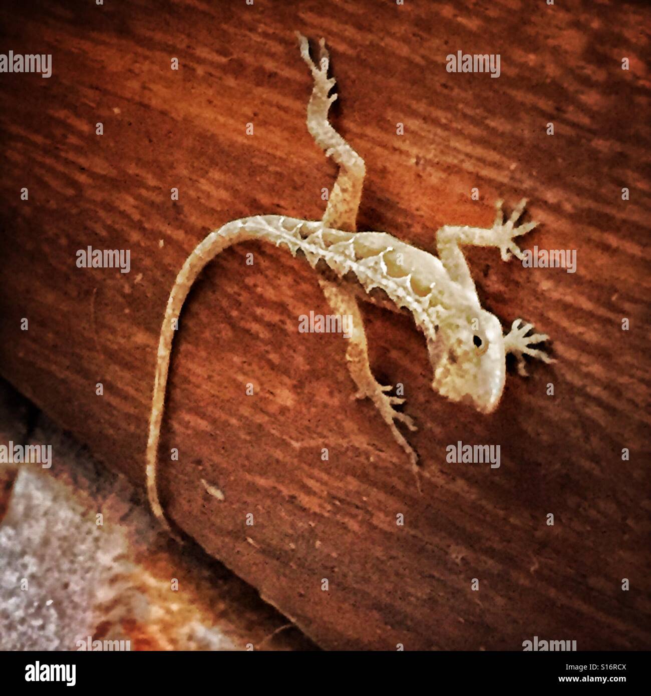 Reptile in the wood small lizard hi-res stock photography and images ...