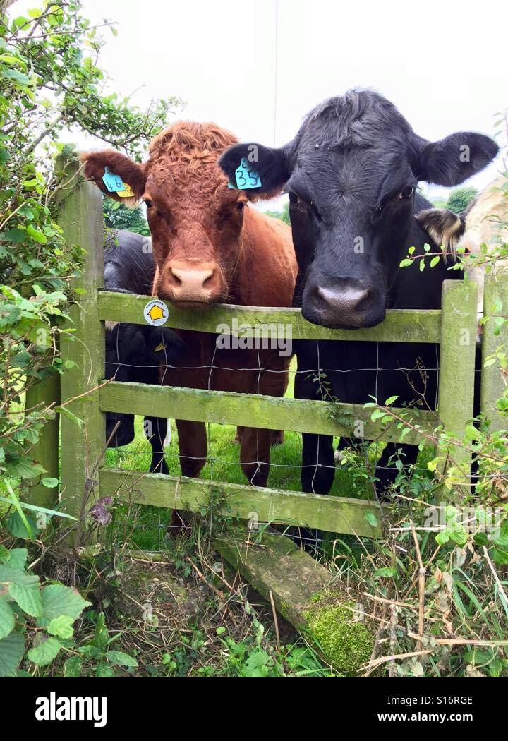 Two cows walk hi-res stock photography and images - Alamy