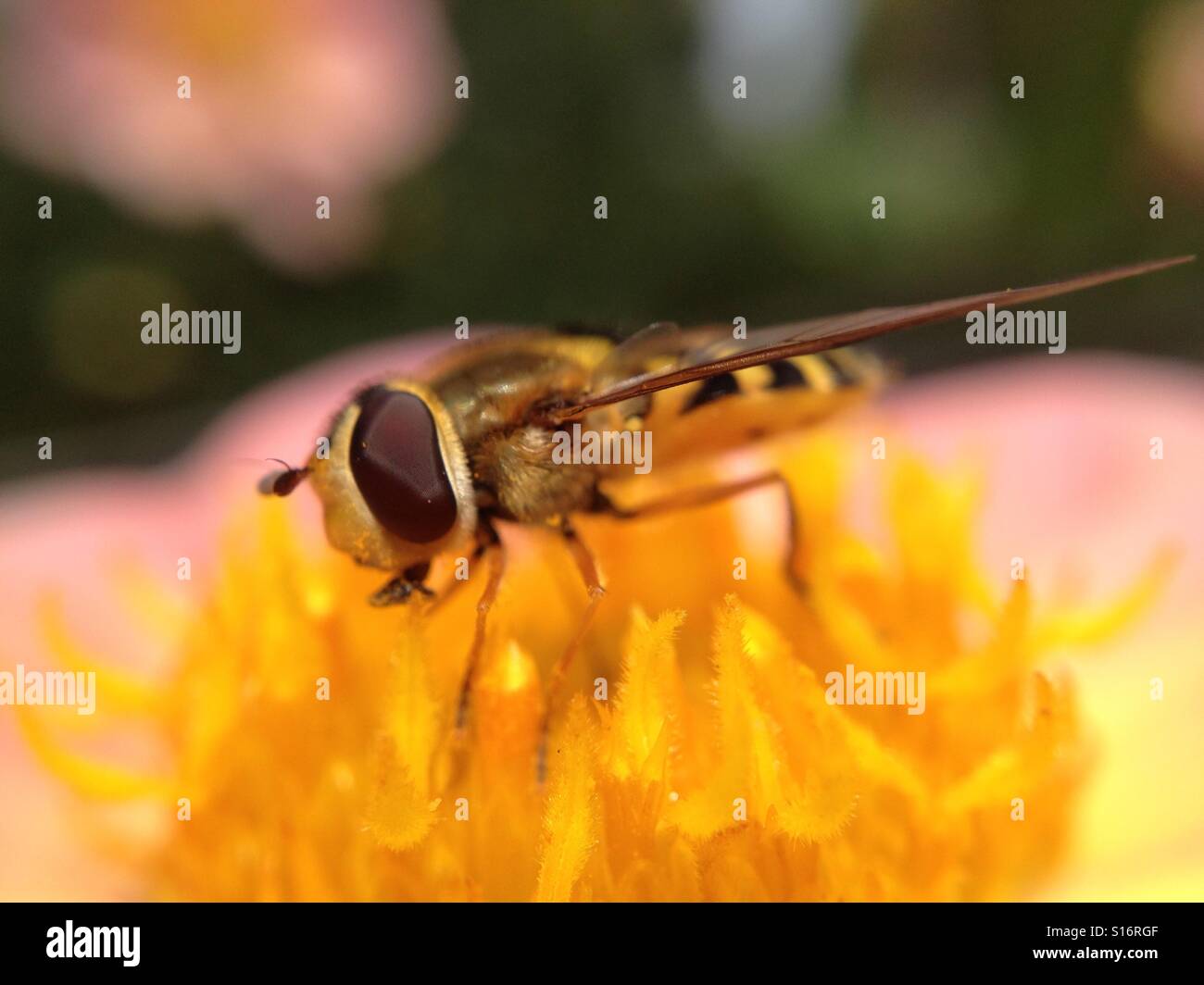 Hover fly pollinating a flower Stock Photo - Alamy