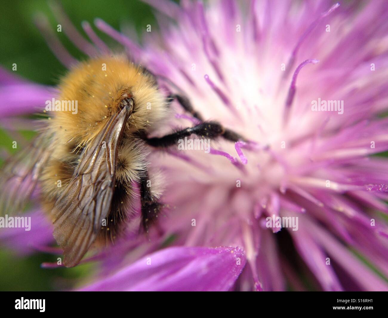 Bee pollinating a flower Stock Photo - Alamy