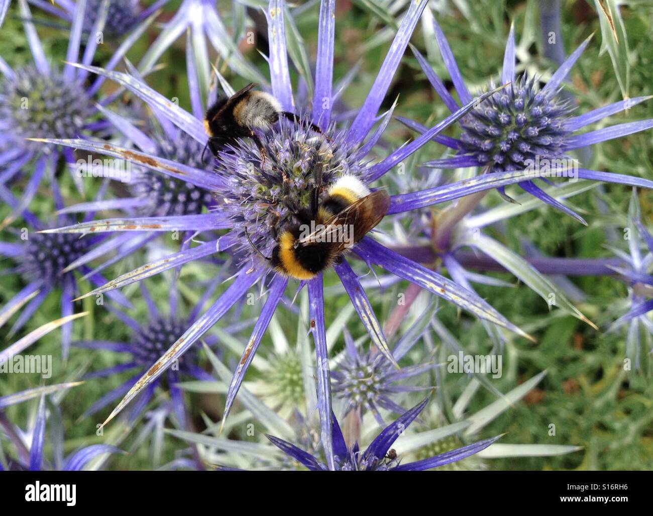 Bees pollinating sea holly Stock Photo - Alamy