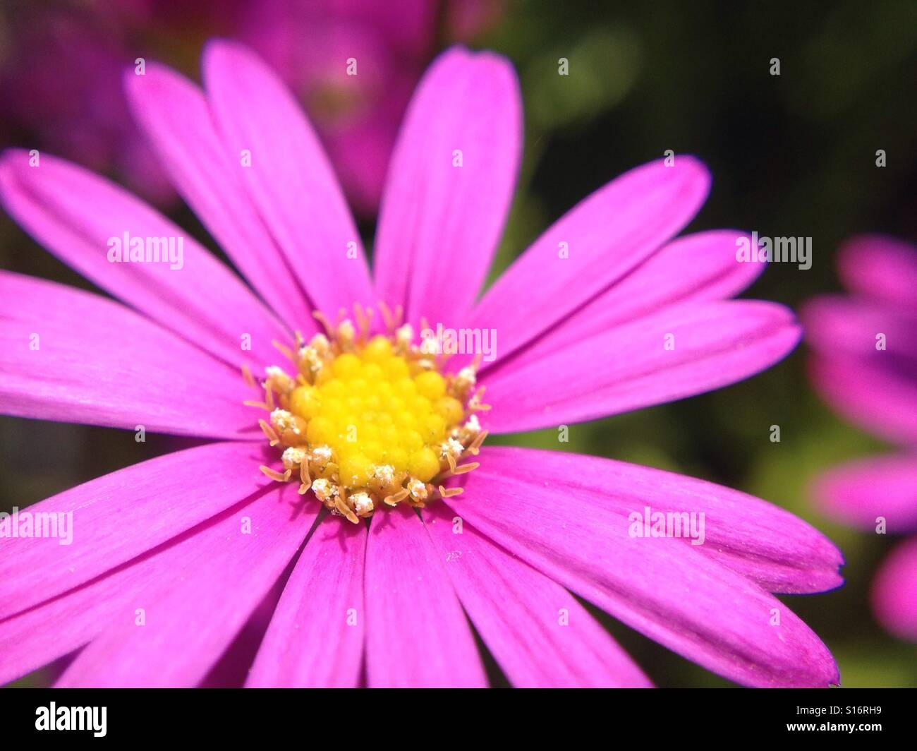 Purple cosmos flower yellow hi-res stock photography and images - Alamy
