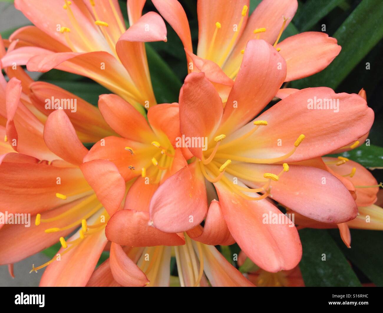 Anther of lily flower hi-res stock photography and images - Alamy