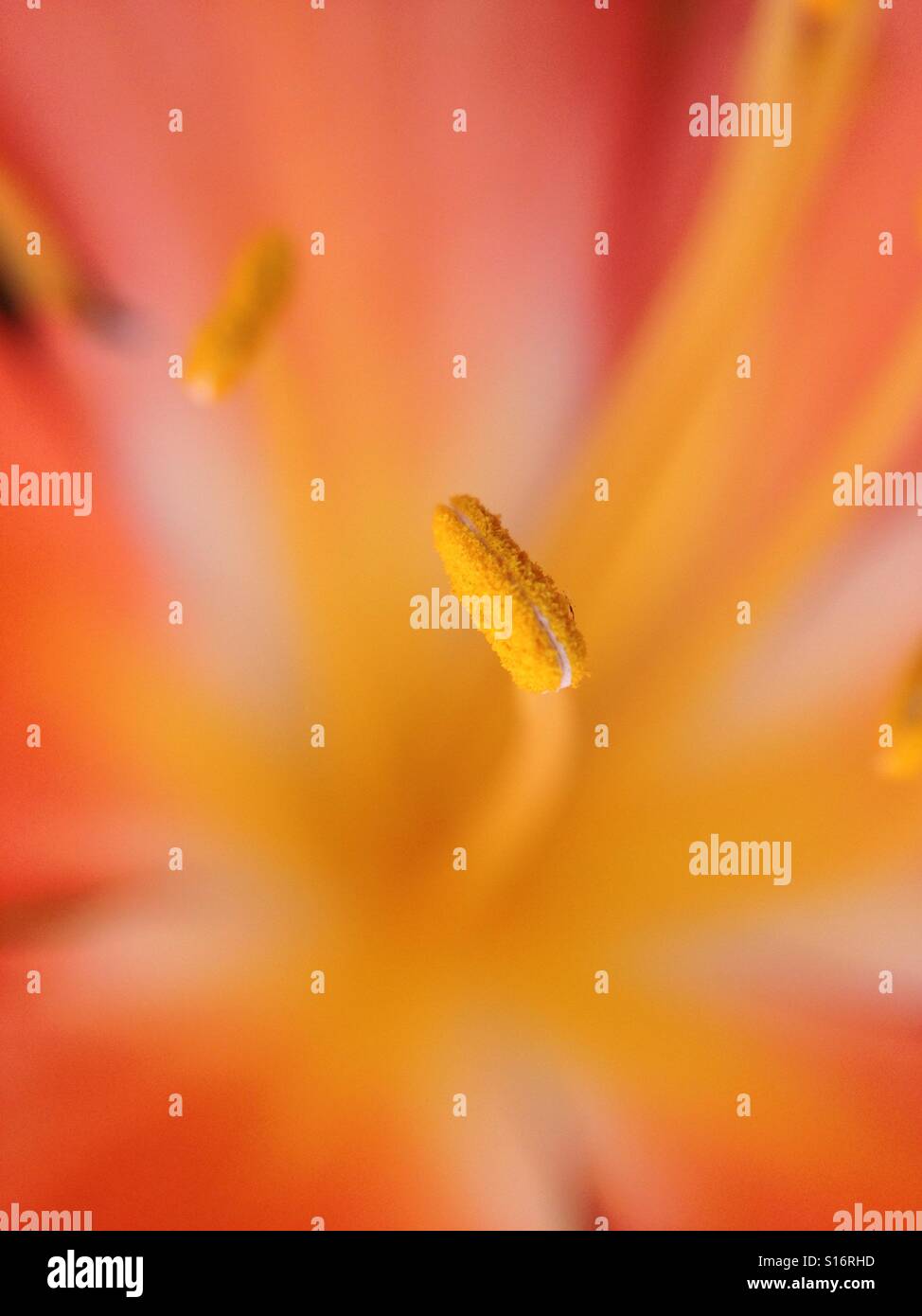 Pollen fever hi-res stock photography and images - Alamy