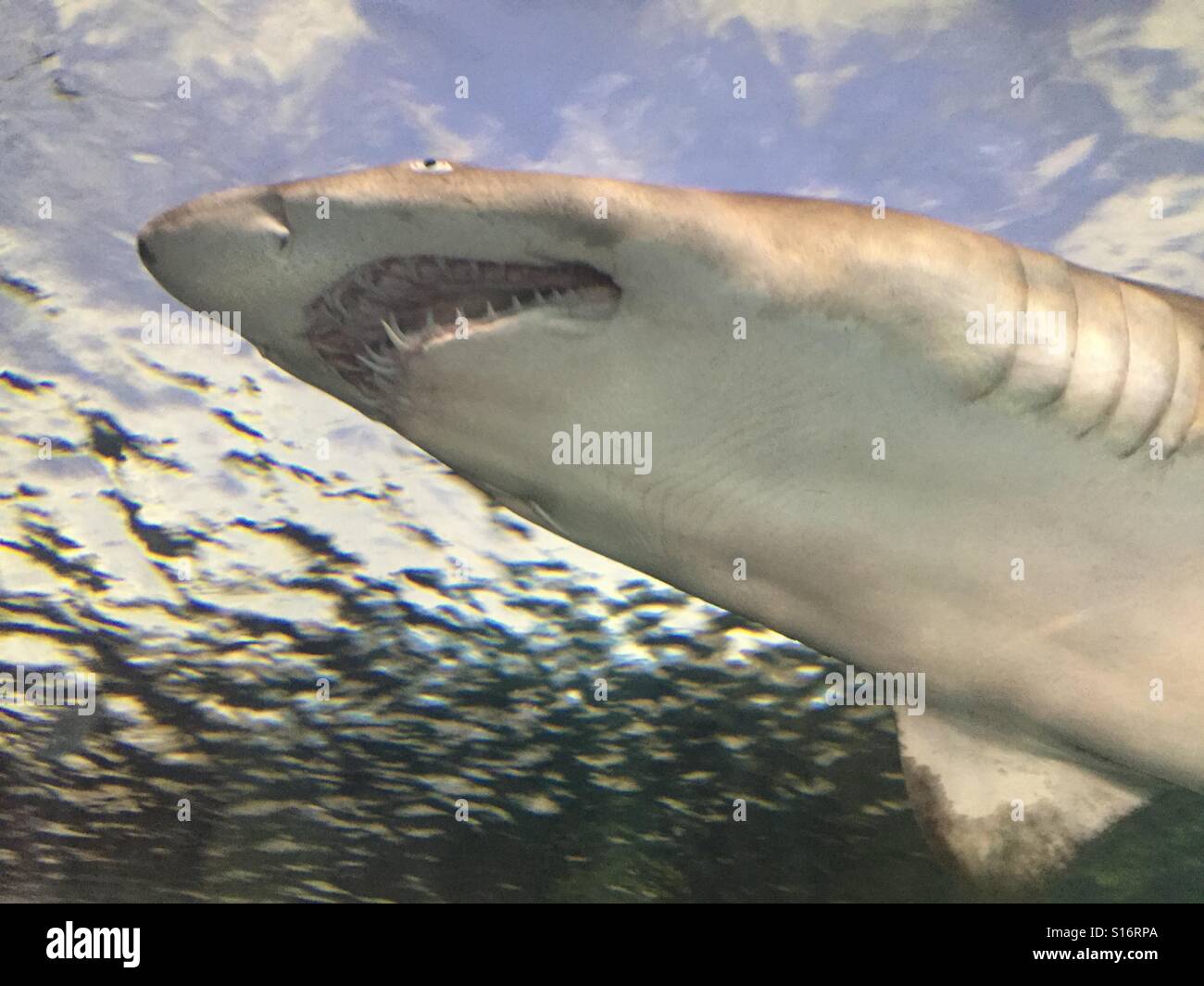 Shark From Below High Resolution Stock Photography and Images - Alamy
