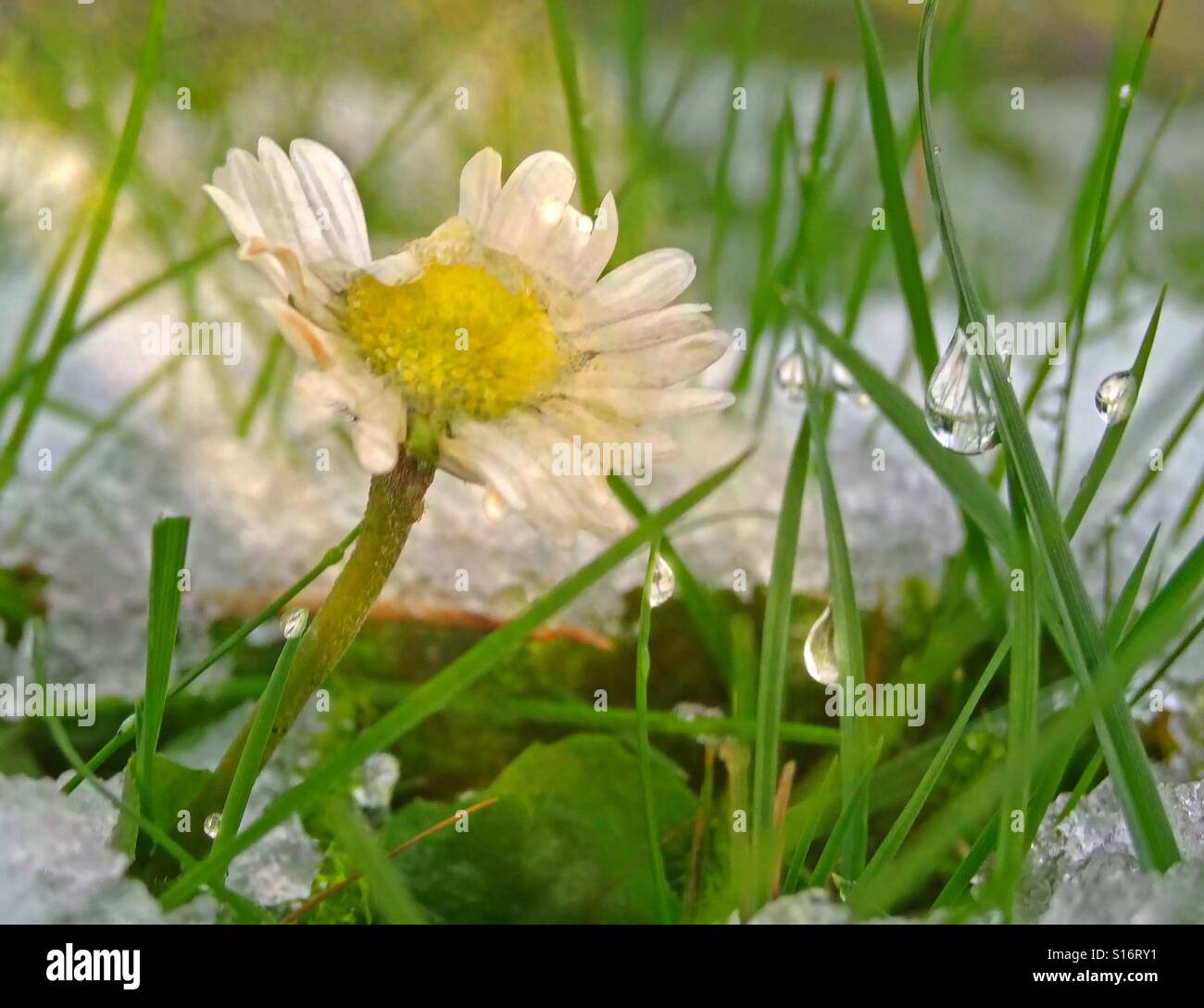 Sunlight daisy in snow! Stock Photo - Alamy